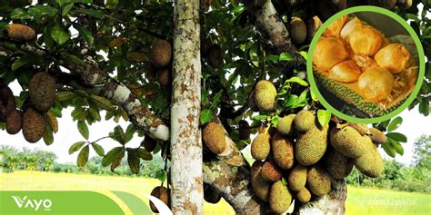จำปาดะ หรือ จำปาเดาะจำดะจำปา Artocarpus Integer วาโย ฟาร์ม ศูนย์