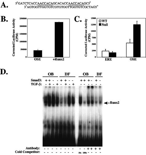 Runx2 Transcription Activity Is Elevated In Smad3 Null Dermal