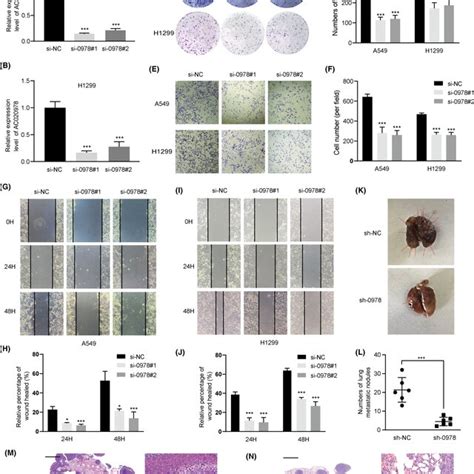 Long Non Coding Rna Lncrna Ac020978 Is Clinically Relevant To Download Scientific Diagram