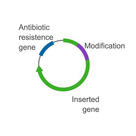 Dna Cloning And Modification Slic — Larry Rodriguez Phd