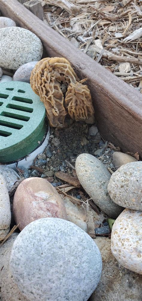 I Found These Two Mushrooms In My Backyard In Southern California R