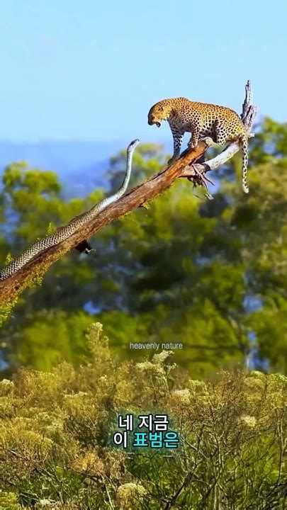 이 표범에겐 더 이상 도망칠 곳이 없다 Youtube