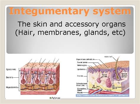 Integumentary System The Skin And Accessory Organs Hair
