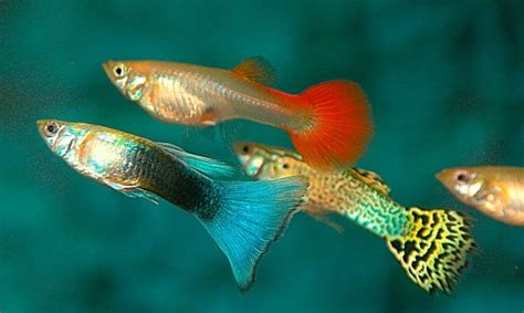Guppy-vissen en hun verzorging | van vissen
