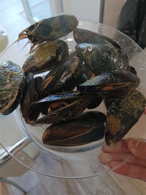 14 крупных мидий. Сколько из них будет мяса? | Истории про Жизнь и ...