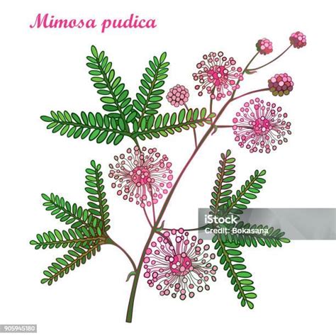 Vector Branch Of Outline Mimosa Pudica Or Sensitive Plant Or Touchmenot