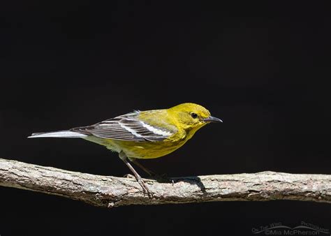 Male Pine Warbler Sunlight And Shadows Mia Mcphersons On The Wing Photography