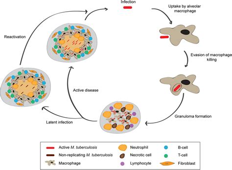 Tuberculosis Bacteria Labeled