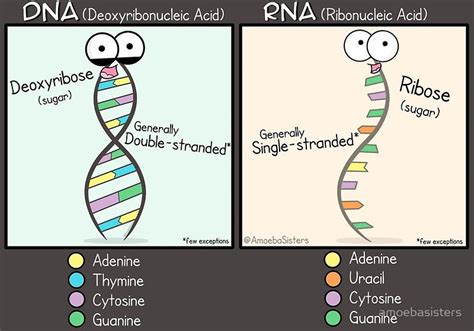 DNA Vs RNA Poster Poster By Amoebababes In Biology Classroom Science Biology Biology