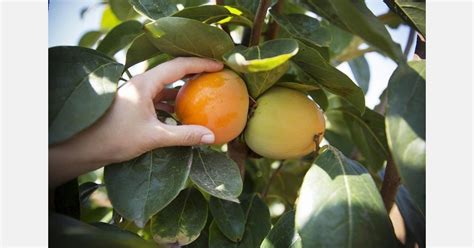 Un Orage De Grêle Réduit à Nouveau La Production De Kakis Dans La