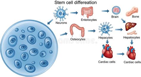 Stem Cell Differentiation Diagram Stock Illustrations 168 Stem Cell