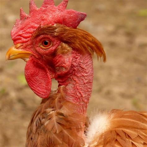 Poulet Rouge Cou Nu Race Rustique Et Fiable Les Frères Gilles