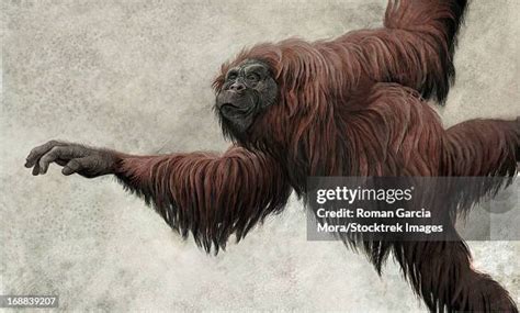 Dryopithecus Photos And Premium High Res Pictures Getty Images