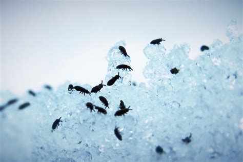 Springtail Vs Flea Understanding The Distinctions Whats That Bug