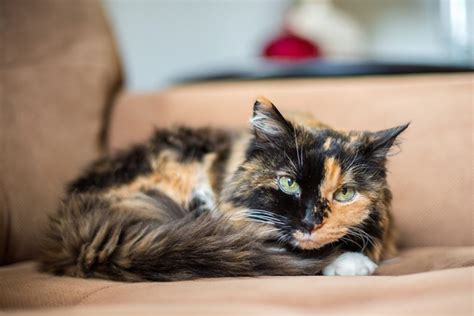 6 Breeds Of Long Haired Tortoiseshell Cats With Info And Pictures Catster