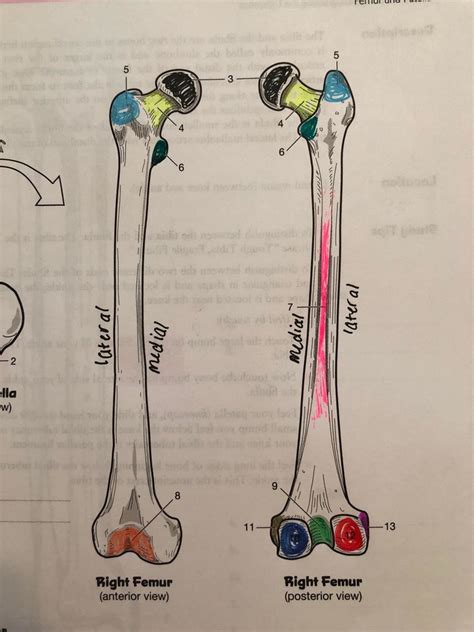 Lab 7 Femur Diagram Quizlet