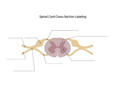 Label A Spinal Cord Cross Section Quiz Label A Spinal Cord Cross Section Quiz