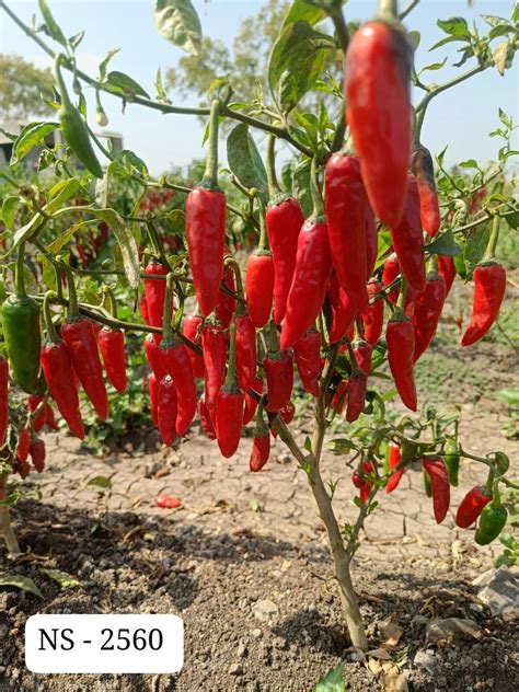 Dipesh Patel On Linkedin Chilli