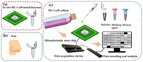 Chemosensors Mdpi On Linkedin Article Recommendation In Vitro Cell Biosensor Olfactory