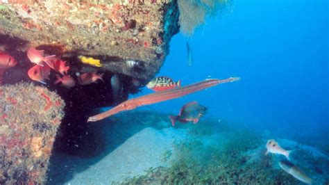 Tajemnice Oceanicznych Głębin Zalega W Nich Ciemny Tlen