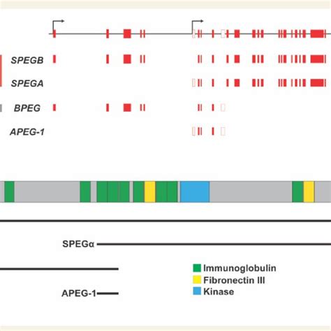 Localization Of Speg Mutation Associated With Human Disease Diagram Download Scientific