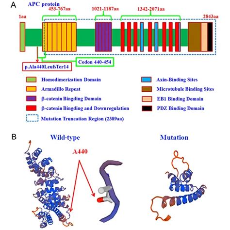 APC Mutation Analysis By Sequencing Familial Adenomatous Polyposis