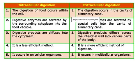 Extracellular Digestion