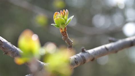 17402 Budding Trees Stock Videos Footage And 4k Video Clips Getty Images