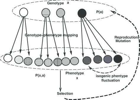 Phenotype And Genotype Chart