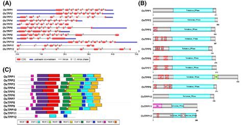 Schematic Representation Of The Exon Intron Arrangements Motif And Download Scientific Diagram