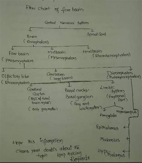 Flow Chart Of Human Brain