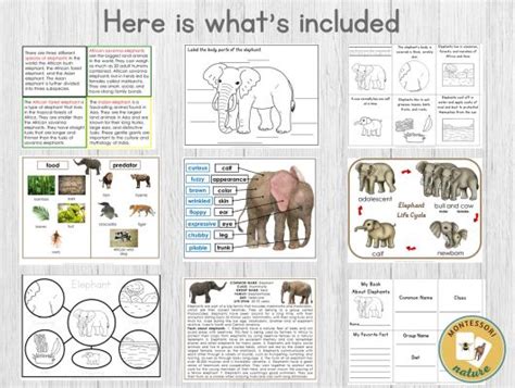 Parts Of An Elephant Life Cycle Activities Montessori Nature