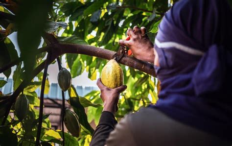 Premium Photo The Hands Of A Cocoa Farmer Use Pruning Shears To Cut The Cocoa Pods Or Fruit