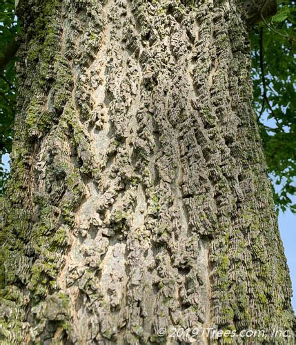 Tree Of The Week Native Hackberry