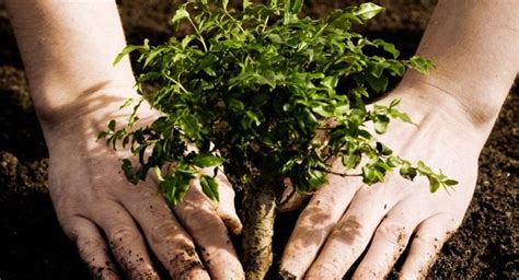 Озеленення міста Тернополя