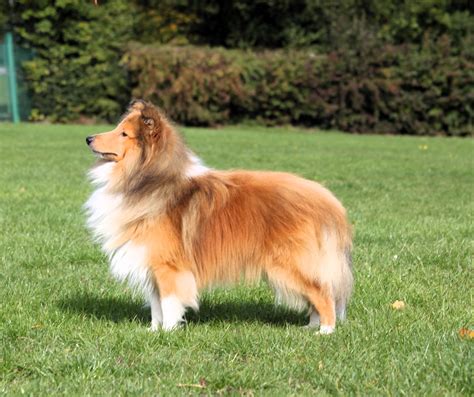 Open Show 5th October 2025