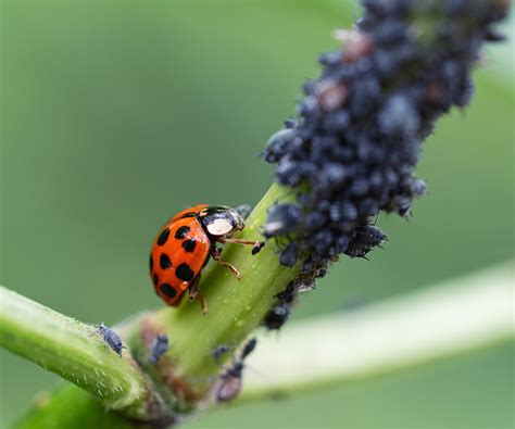 Natural Pest Control Methods 7 Eco Friendly Techniques Homes And Gardens