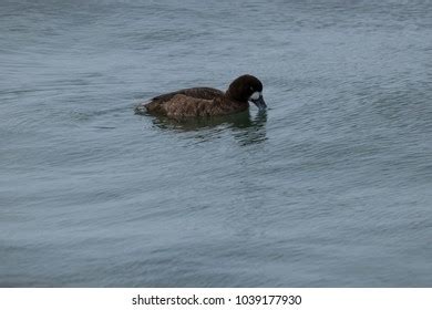 Female Hen Lesser Scaup Duck Stock Photo 1039177930 Shutterstock