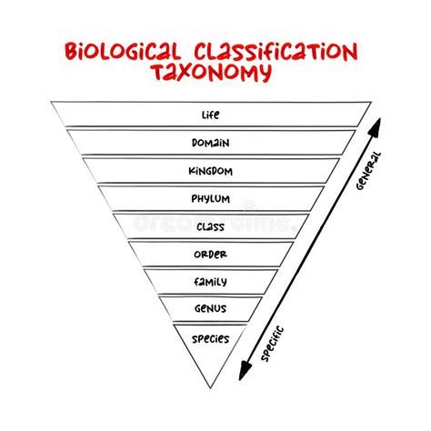 Hierarchy Biological Classification Stock Illustrations 48 Hierarchy