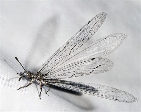 Purenleon Inscriptus Purenleon Bugguide Net