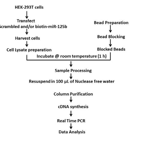 Schematic Representation Of The Protocol For The Target Capture Assay