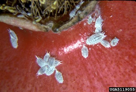 Citrophilus Mealybug Pseudococcus Calceolariae On Pomegranate