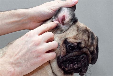 Can Humans Get Ear Mites From Dogs Lets Discuss The Likelihood That