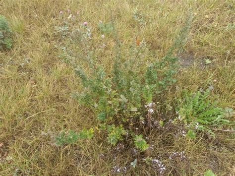 Observations By Zhangshixin · Inaturalist