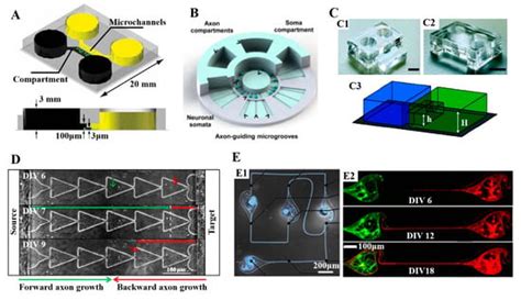 Recent Progress And Perspectives On Neural Chip Platforms Integrating Pdms Based Microfluidic