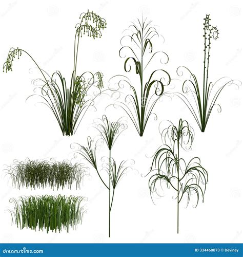 Different Sprouts Of Grass Stock Image Illustration Of Flora 334460073