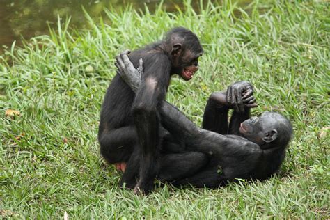 Girl Is Sex Monkey