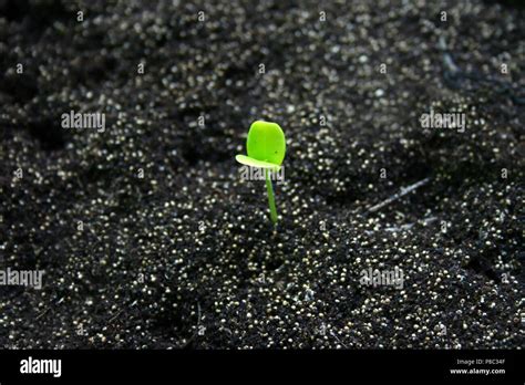 Small Plant In Soil Stock Photo Alamy