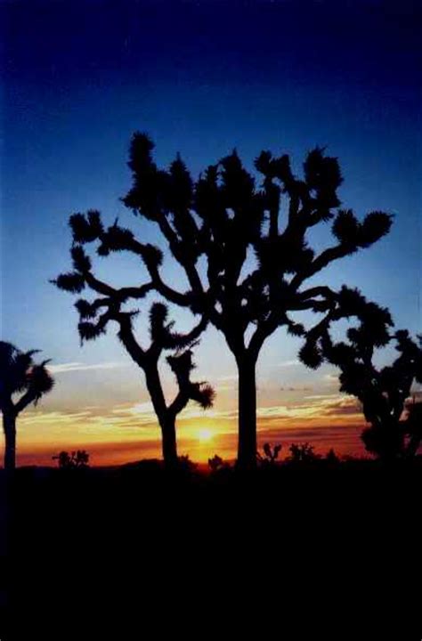 Joshua Tree Pictures Facts On The Joshua Trees