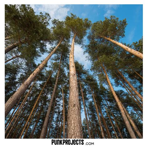 Cedar Vs Pine Fence Cost And Environmental Comparison PuNk PrOjEcT